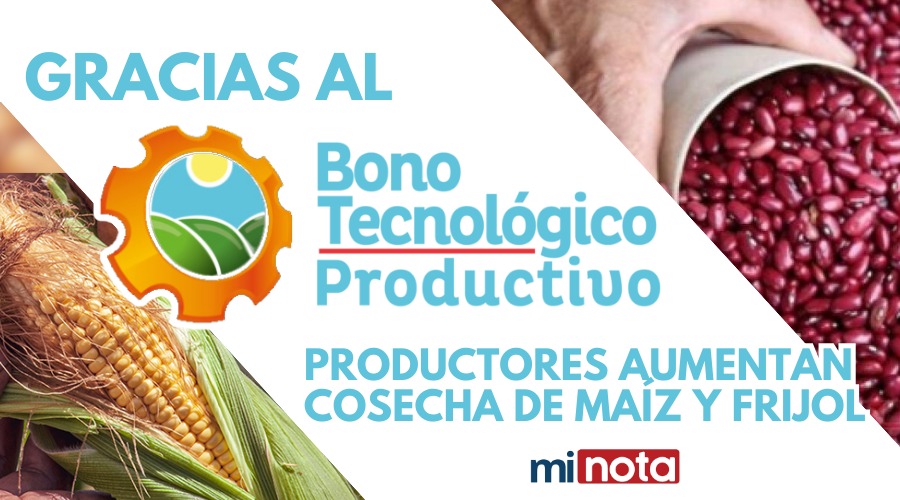 Buena Cosecha De Maíz Y Frijol Para Productores Mi Nota